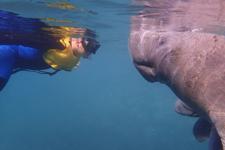 See magical manatees gather in the warm waters of Crystal River ...