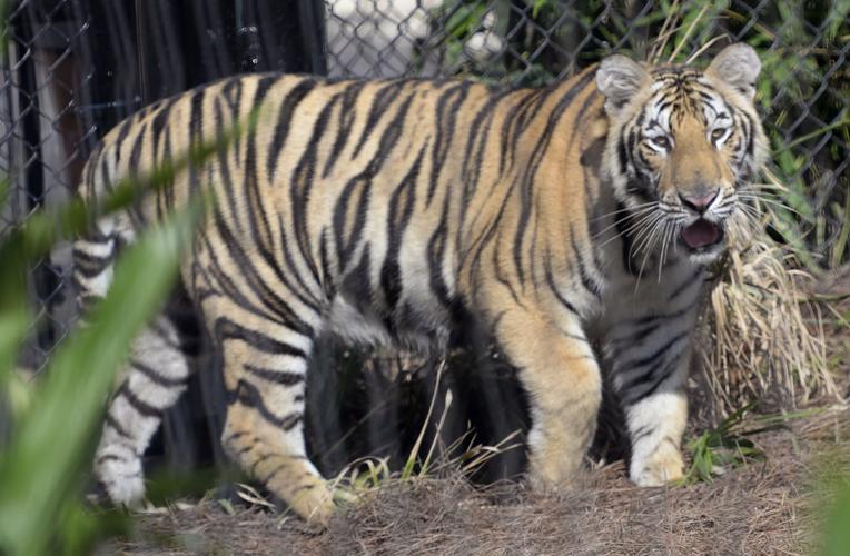 Photos: First look at LSU's newest live tiger mascot, Mike VII ...