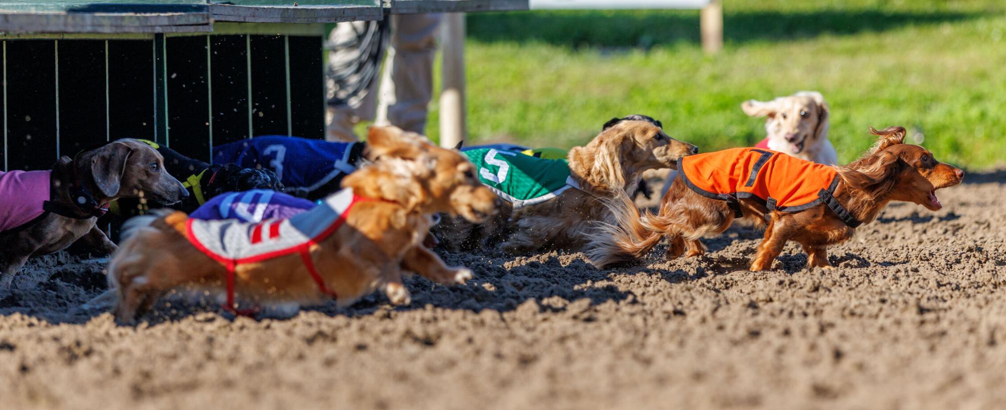 Photos: The Weiner takes it all at the Fair Grounds Race Course ...
