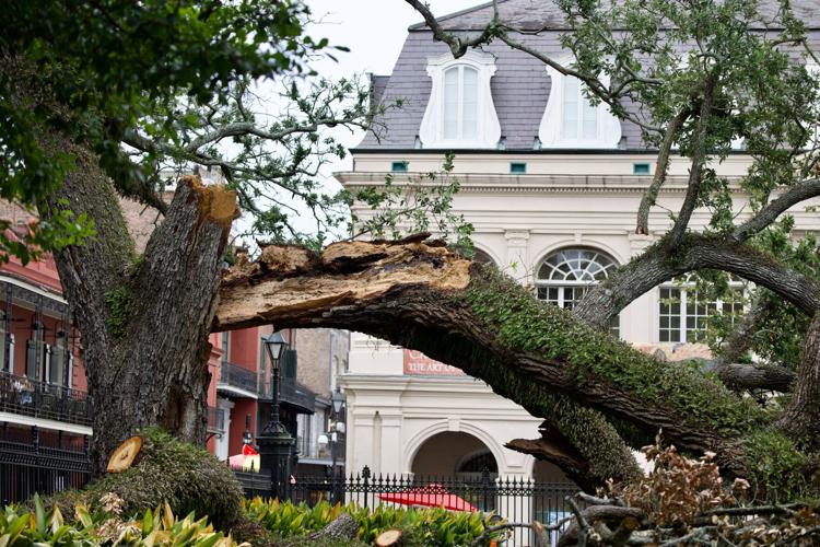 Oak tree branch falls on teenager in Jackson Square | News | nola.com