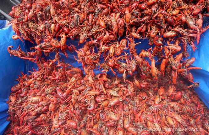 14 fascinating crawfish facts | Where NOLA Eats | nola.com