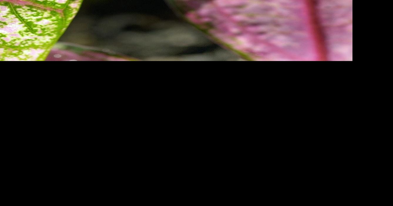 Spotted some small holes in your yard? Periodical cicadas are emerging ...