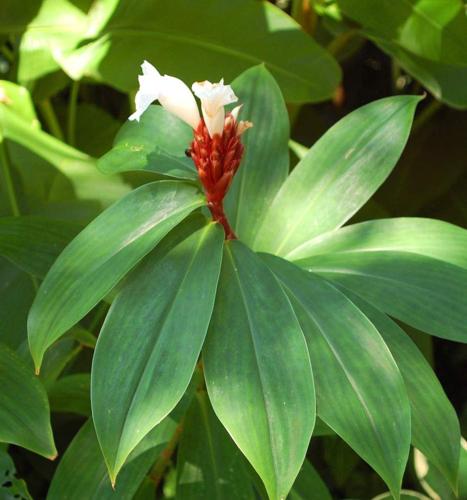 Dramatic ginger blooms spice up landscapes | Home/Garden | nola.com