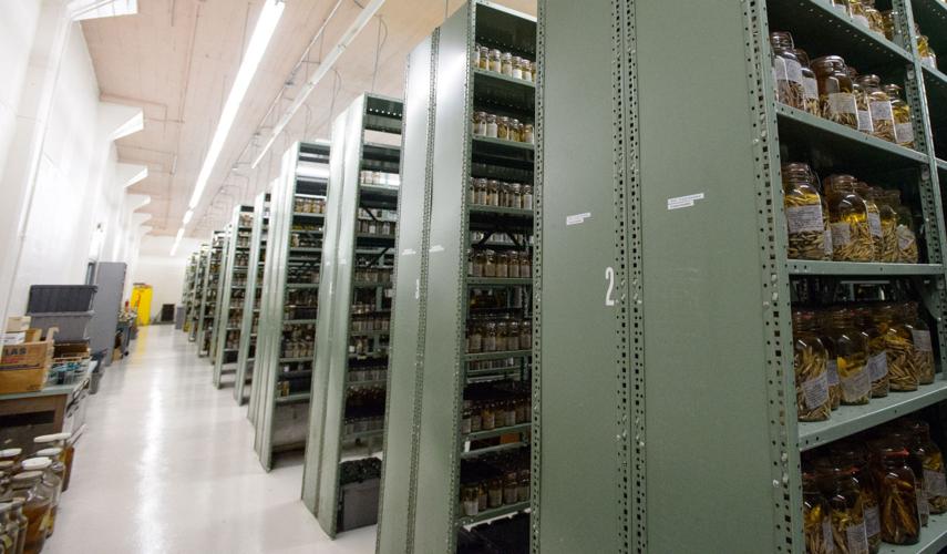 Little-known Tulane fish archive on West Bank largest in the world ...