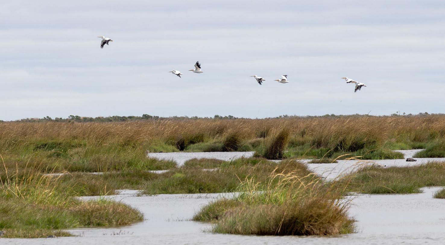Photos: Louisiana’s largest marsh-building project to date is unveiled ...