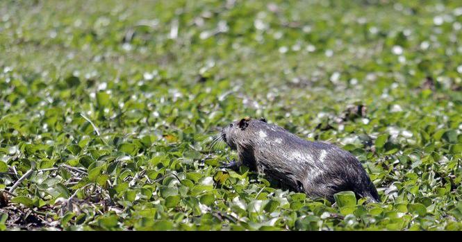 Saving Louisiana's coast, one nutria tail at a time | Environment ...