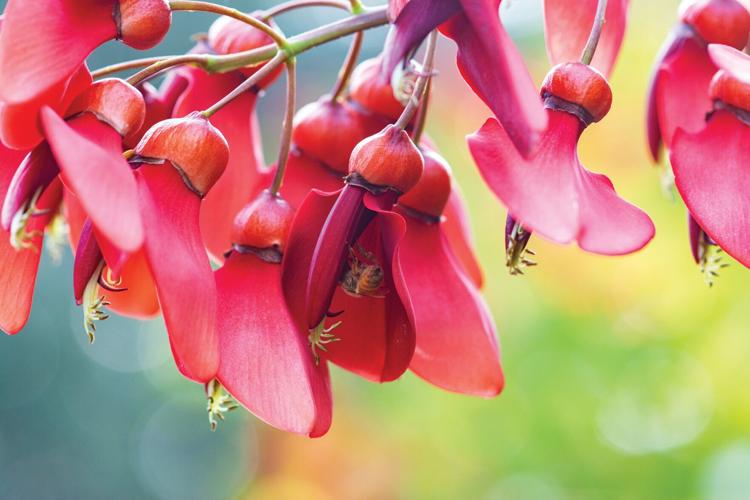 Get It Growing calendar gets gardeners ready for 2024 | Entertainment ...