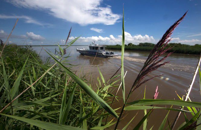 Wetland damage from roseau cane plague visible in satellite images ...