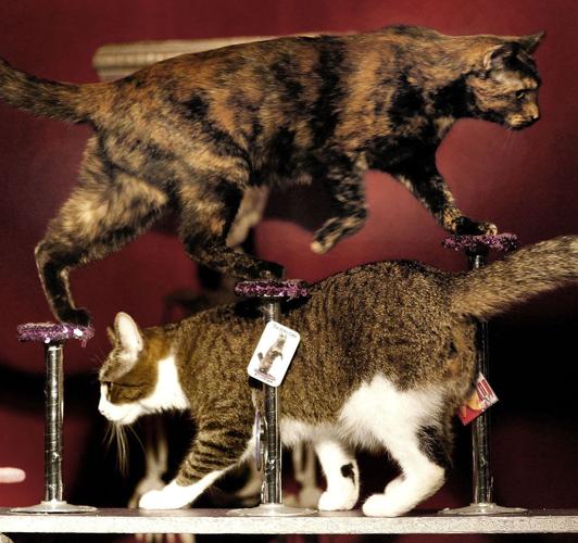 The Amazing Acro-Cats, Sneaux@Loyno, and more things to do in New ...