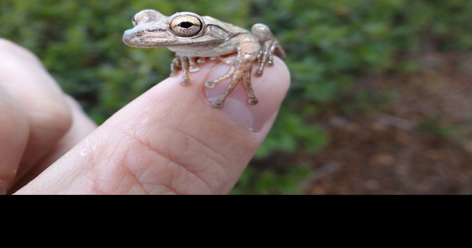 Poisonous Cuban treefrog invades Audubon Park, Zoo | Environment | nola.com