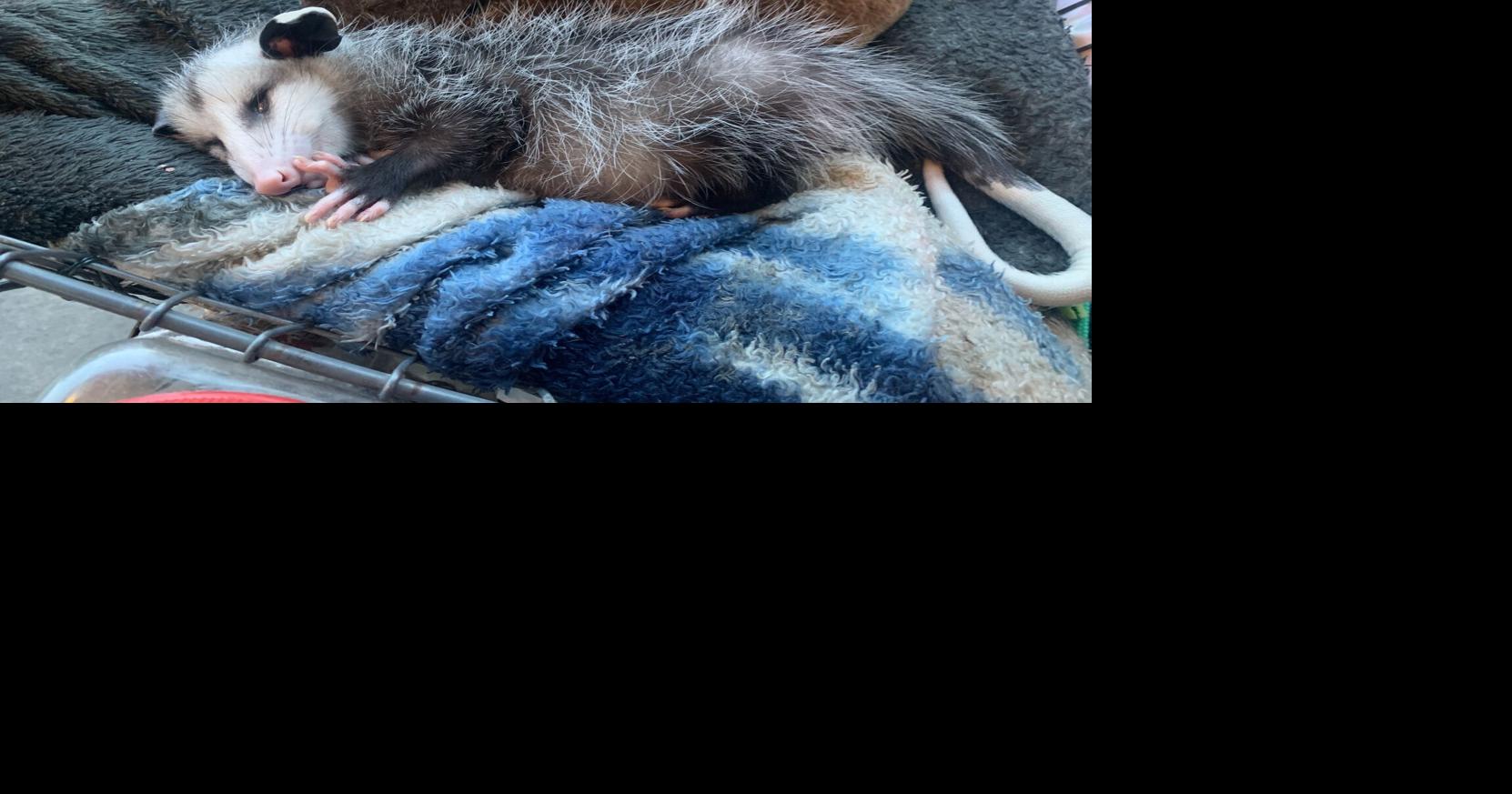 Saffron the possum is on his way home, owner says | Crime/Police | nola.com