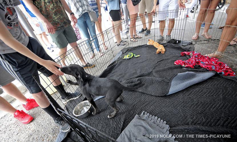 Freret Street Festival 2019: See the photos | Entertainment/Life | nola.com