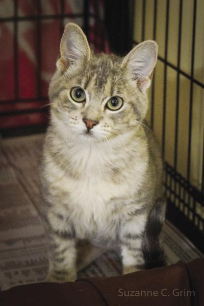 Pet of the week | | nola.com