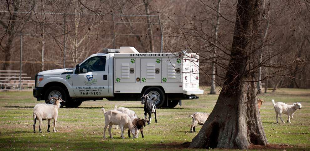 Police, La. SPCA investigating beheaded goat in Algiers park | News ...