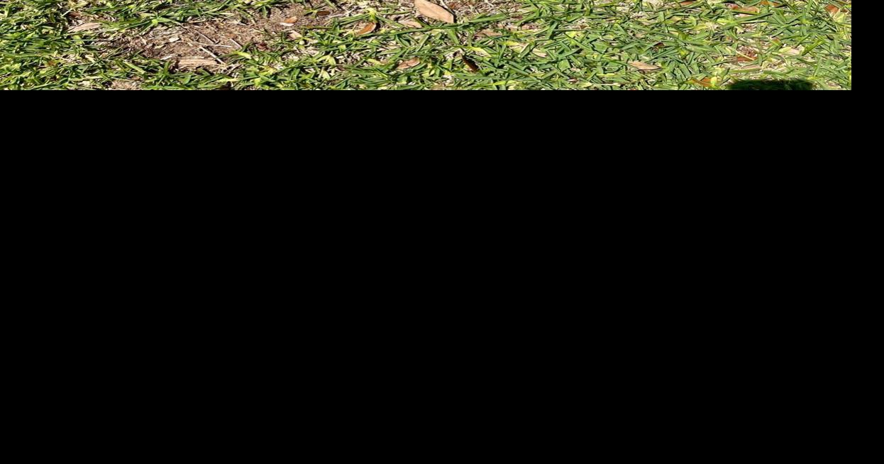 Root rot: Lawn problem in BR Louisiana weather has created ...