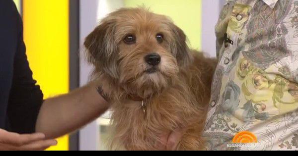 'Benji' reboot set to shoot in New Orleans | Movies/TV | nola.com