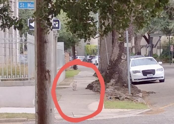 Scrim update: New Orleans dog goes viral, more sightings ...