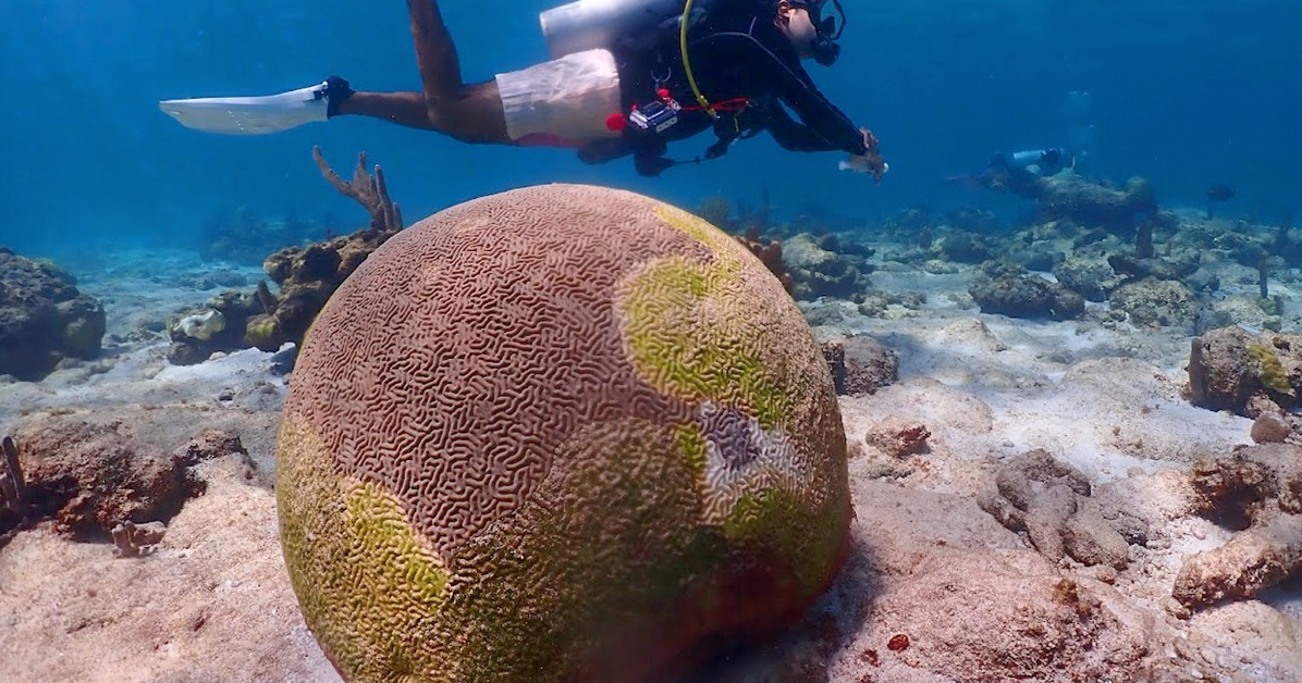 Feds plan $125 million response for mystery disease killing corals in ...