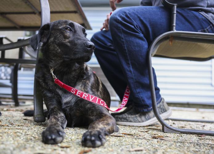 Shelter to Service Dog program gives new lease on life to recipients ...
