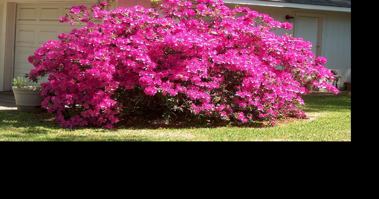 For a major azalea cutback, wait until spring | Home/Garden | nola.com