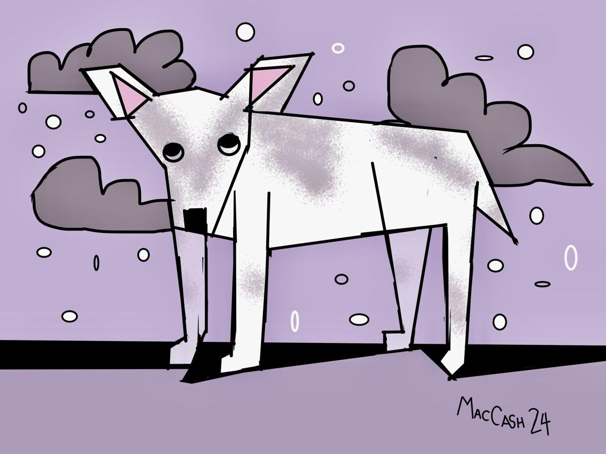 How will Scrim the stray dog survive the coming cold snap ...