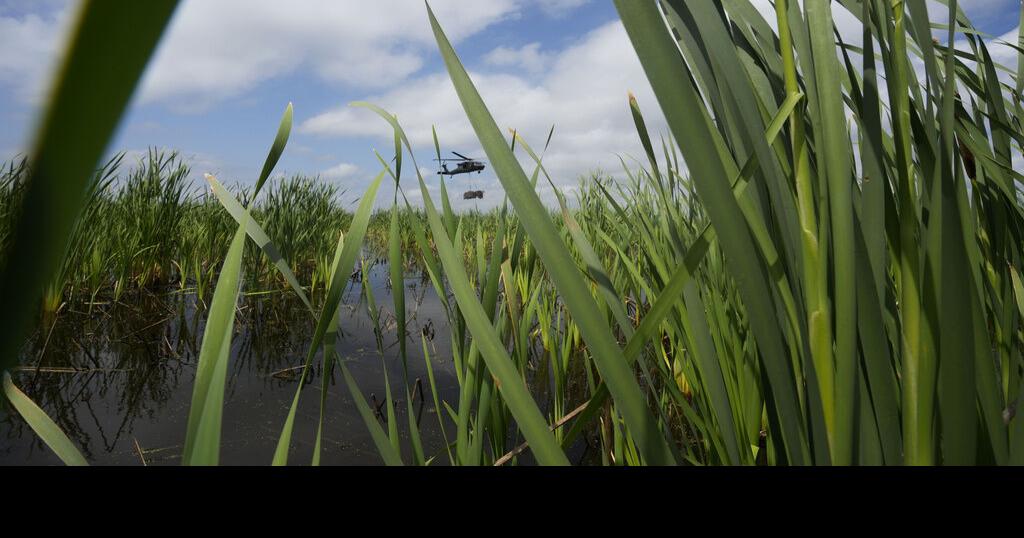 Louisiana Coast Christmas Trees | | nola.com