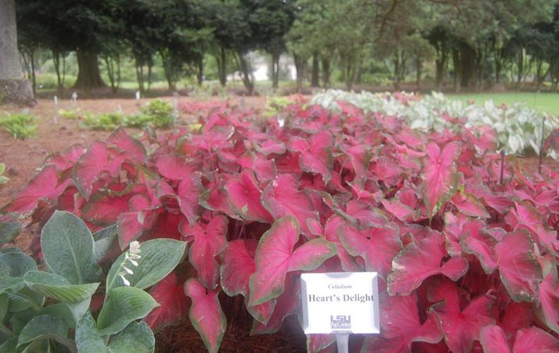 Digging In: Caladiums jazz up summer gardens | Home/Garden | nola.com