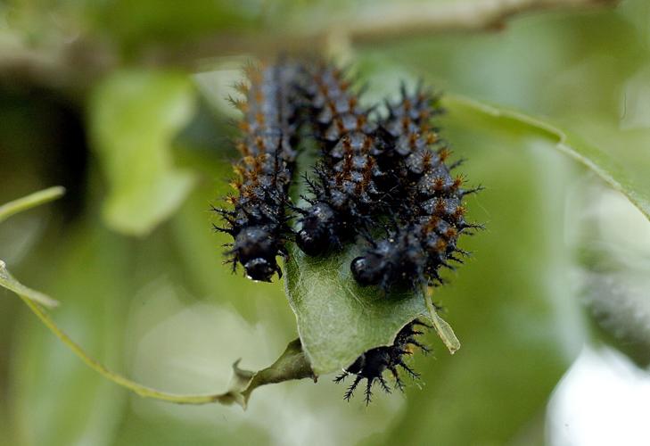 Stinging buck moth caterpillars arrive early in New Orleans ...