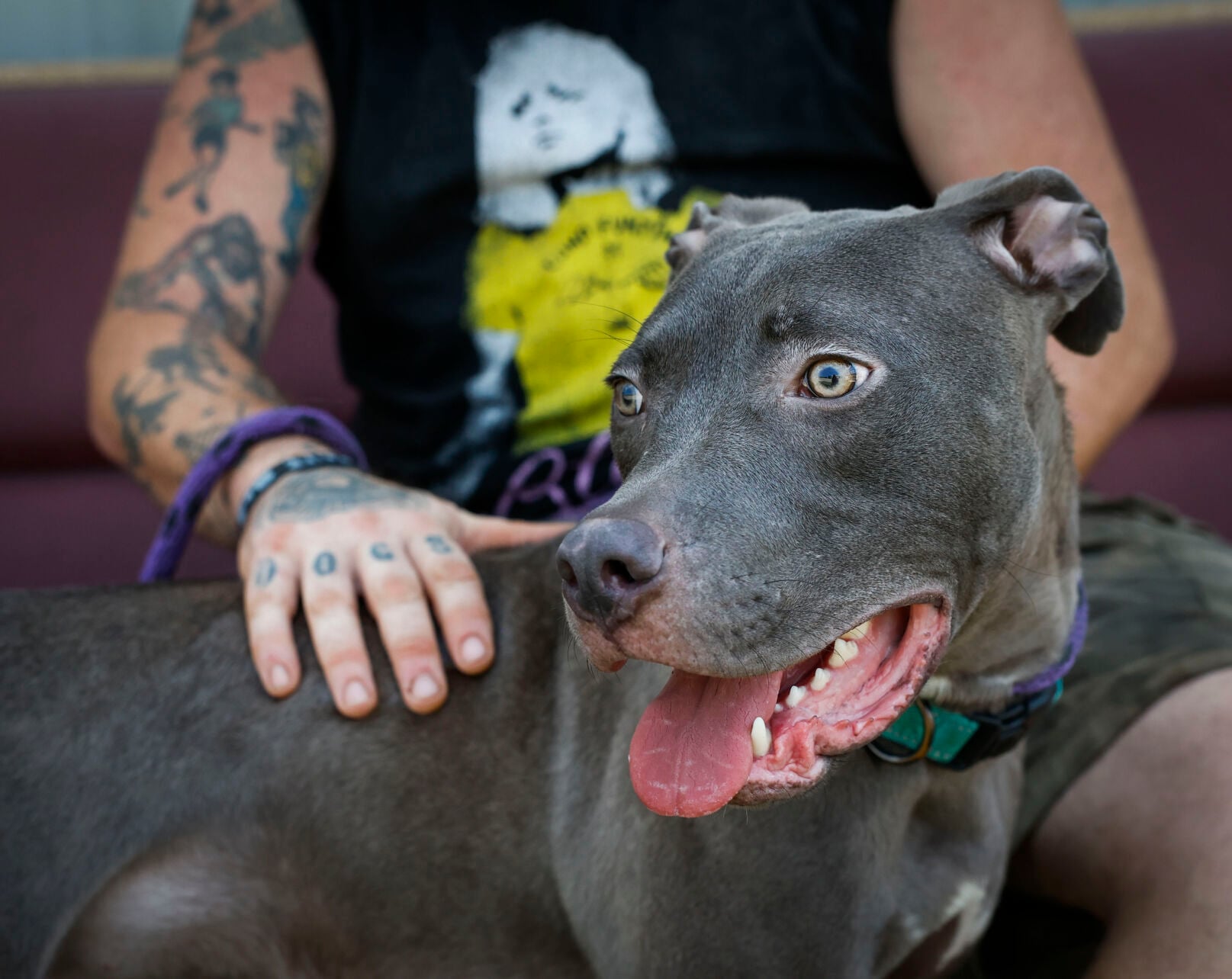 Meet these New Orleans Dogs around Town | Photos | nola.com