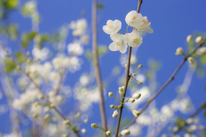 14 Louisiana native plants to add to your garden | Home/Garden | nola.com