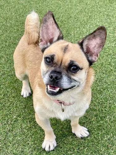 Meet Gigi! NOLA.com’s pet of the week. | Crescent City community news ...