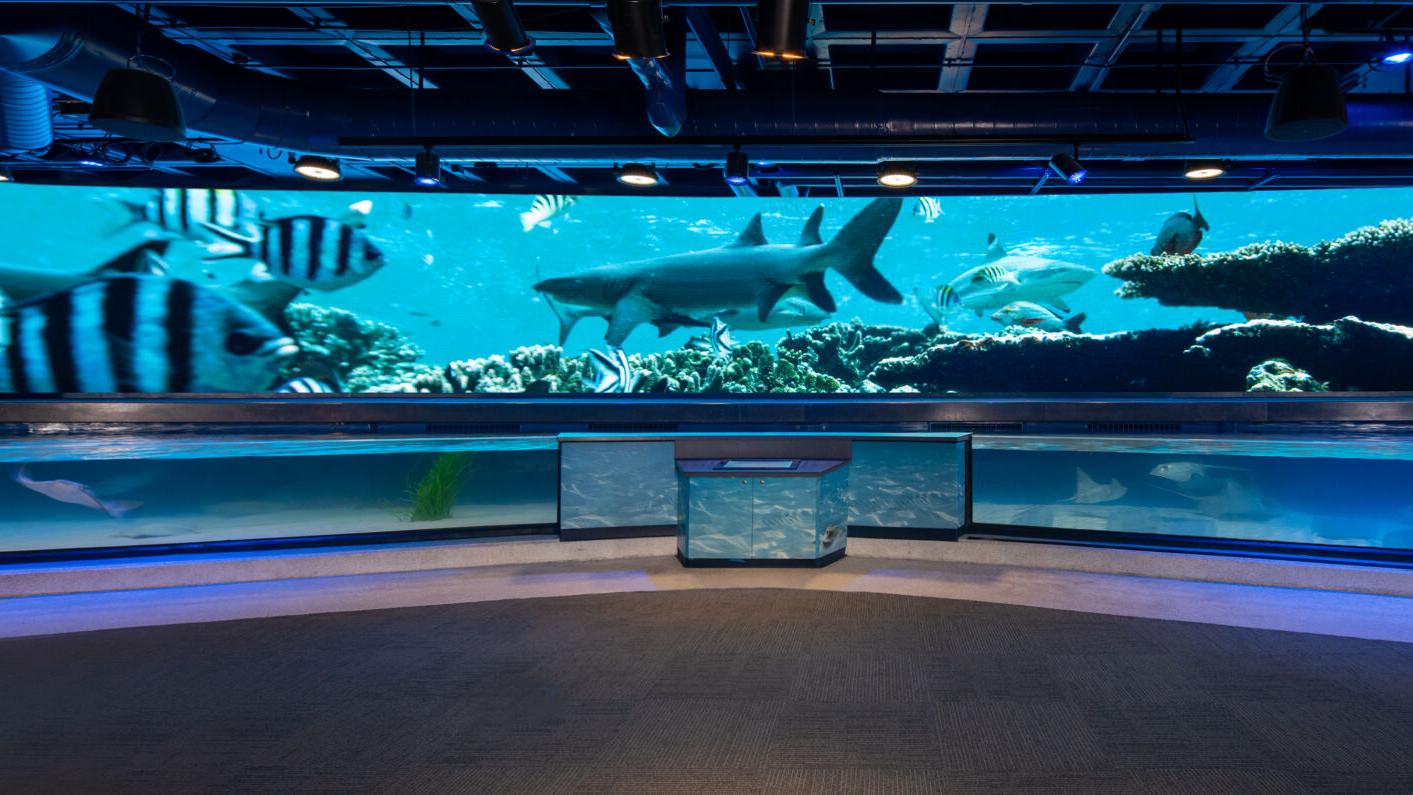 audubon aquarium sharks