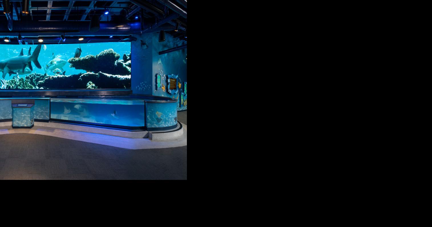 Audubon’s Shark Discovery provides interaction and education on vital ...