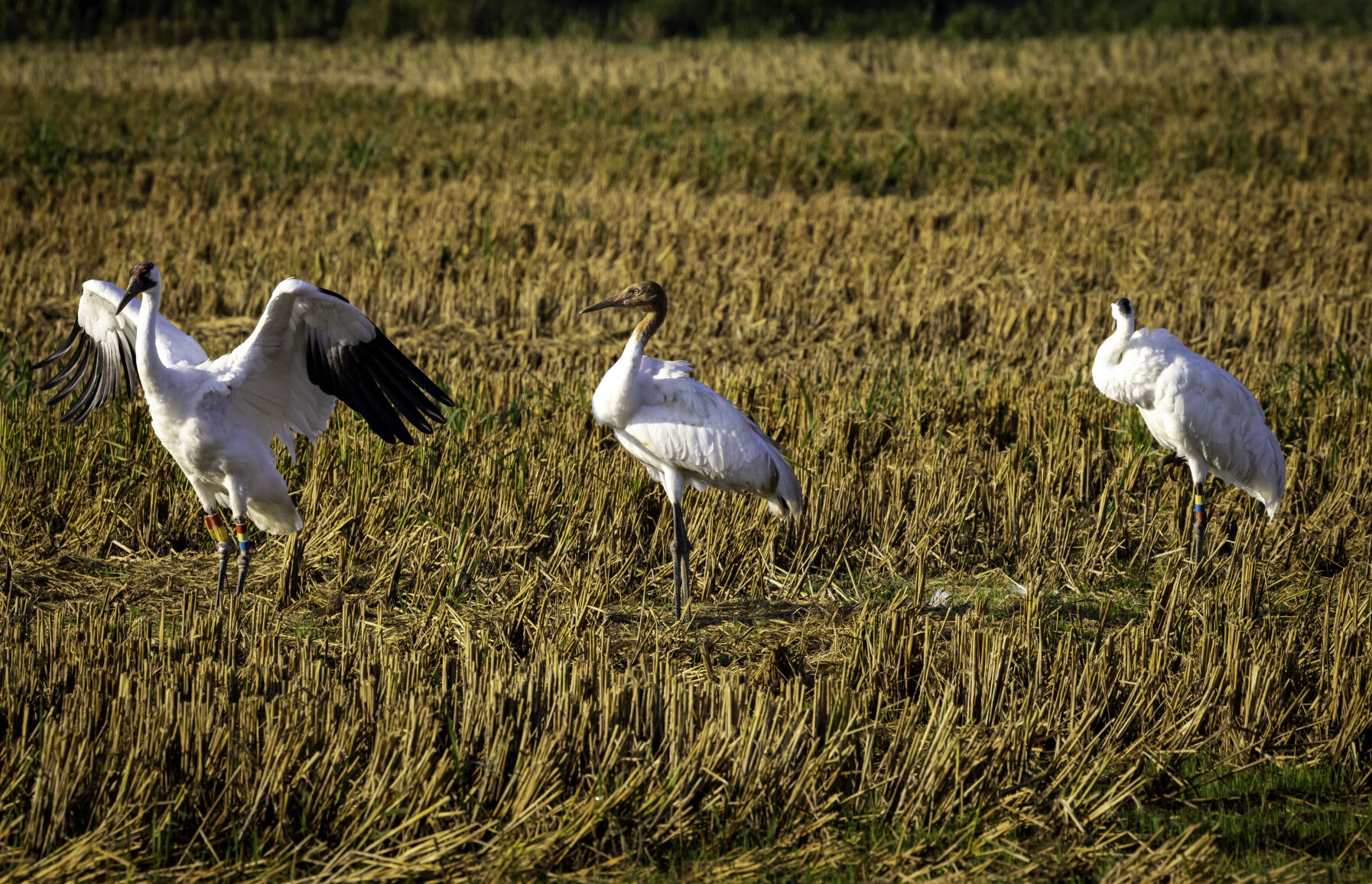 Endangered whooping cranes released into Louisiana wetlands ...