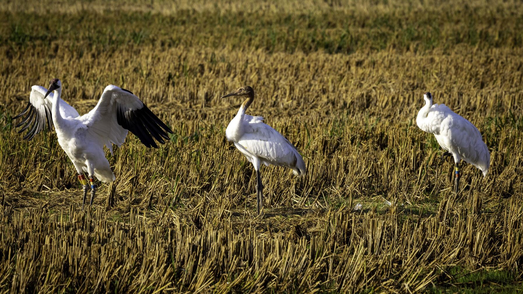 whooping crane nesting grounds