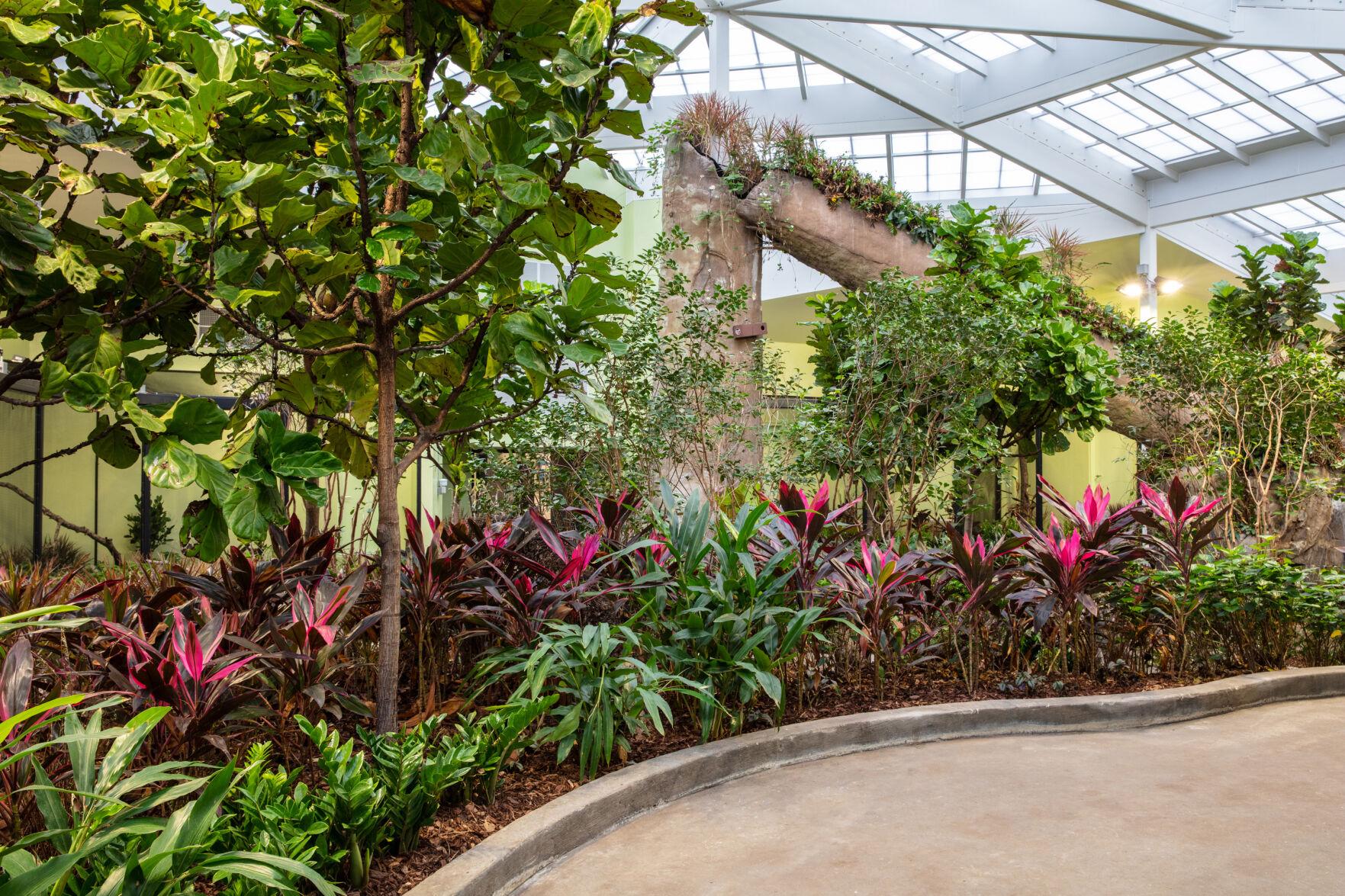 Sponsored: Toucans highlight Audubon Zoo Wings of the World | Sponsored ...