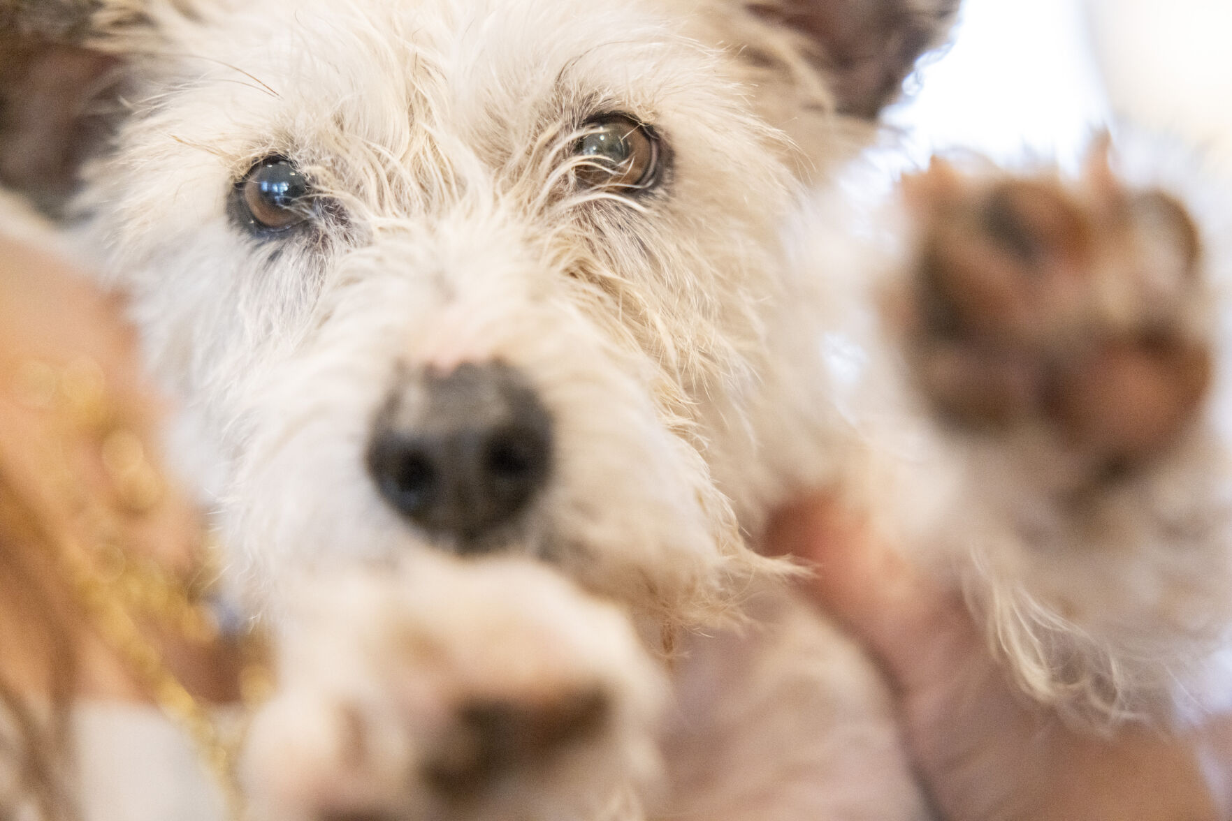 Scrim, the celebrity stray, gets his own bobblehead doll ...