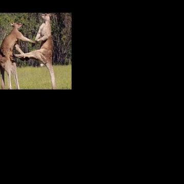 Australia's kangaroo overpopulation solution? Eat them | Sports | nola.com