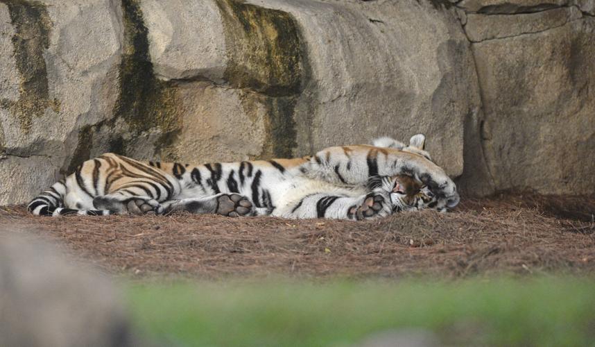Our favorite Mike the Tiger photos, from scaring opponents in Tiger ...