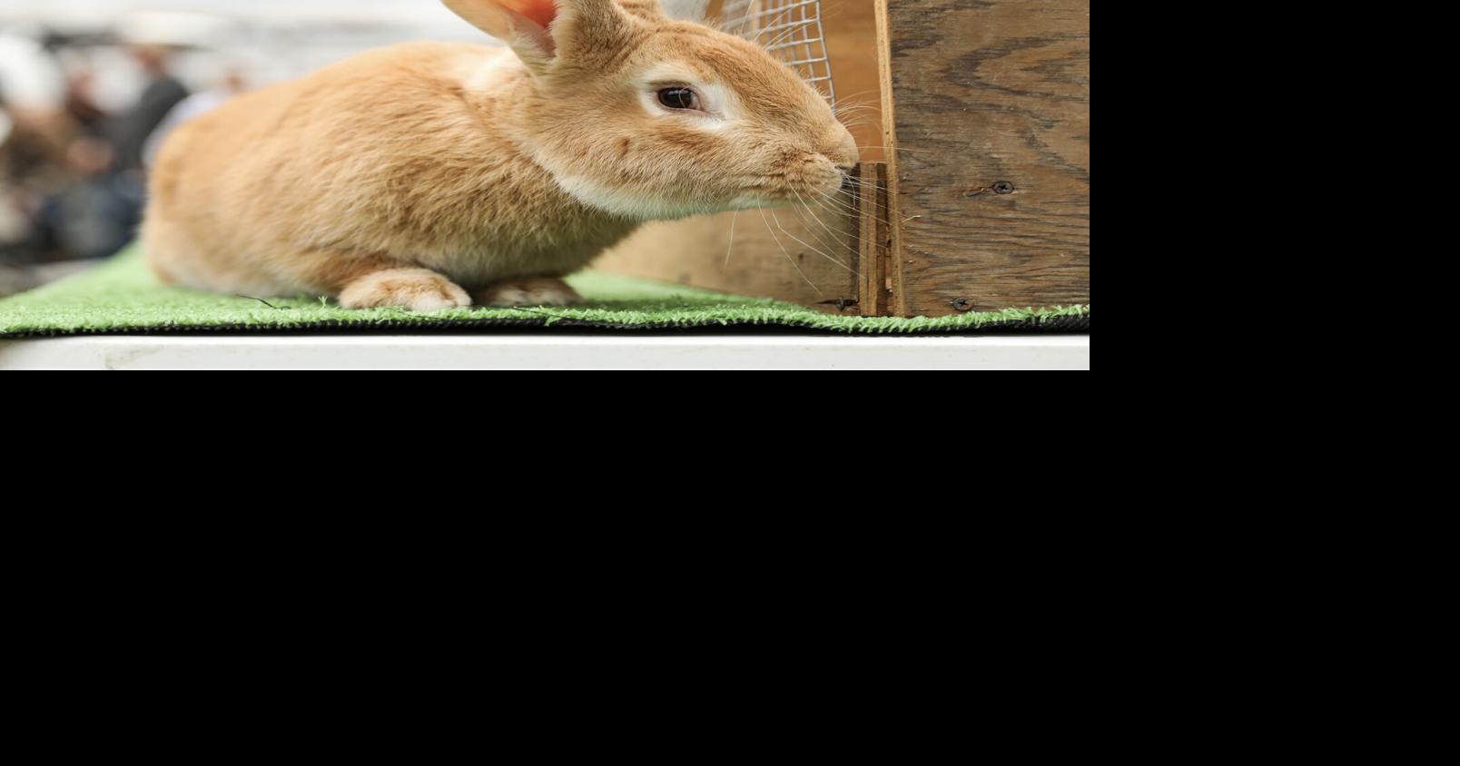 First day of the month rabbit rabbit: Sarah Jessica Parker | Louisiana ...