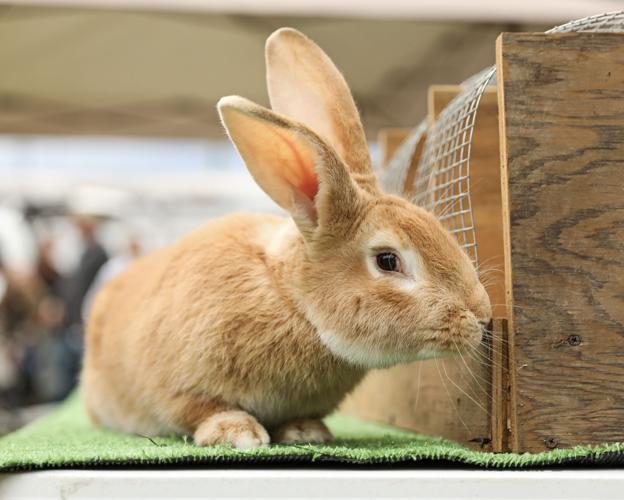 First day of the month rabbit rabbit: Sarah Jessica Parker | Louisiana ...