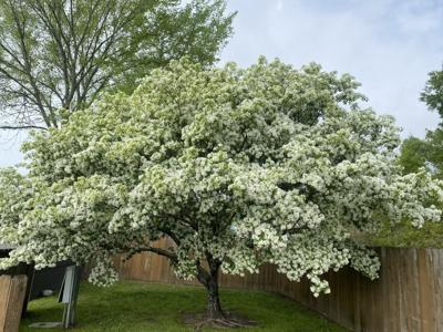 Fringe trees are early spring stunners | Entertainment/Life | nola.com