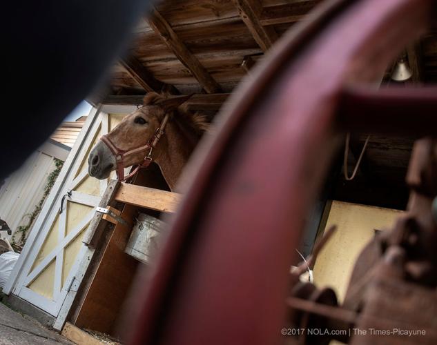 Father and son keep Roman Candy rolling through New Orleans | Where ...