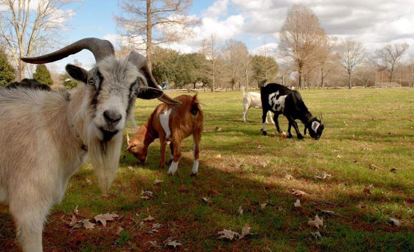 Police, La. SPCA investigating beheaded goat in Algiers park | News ...