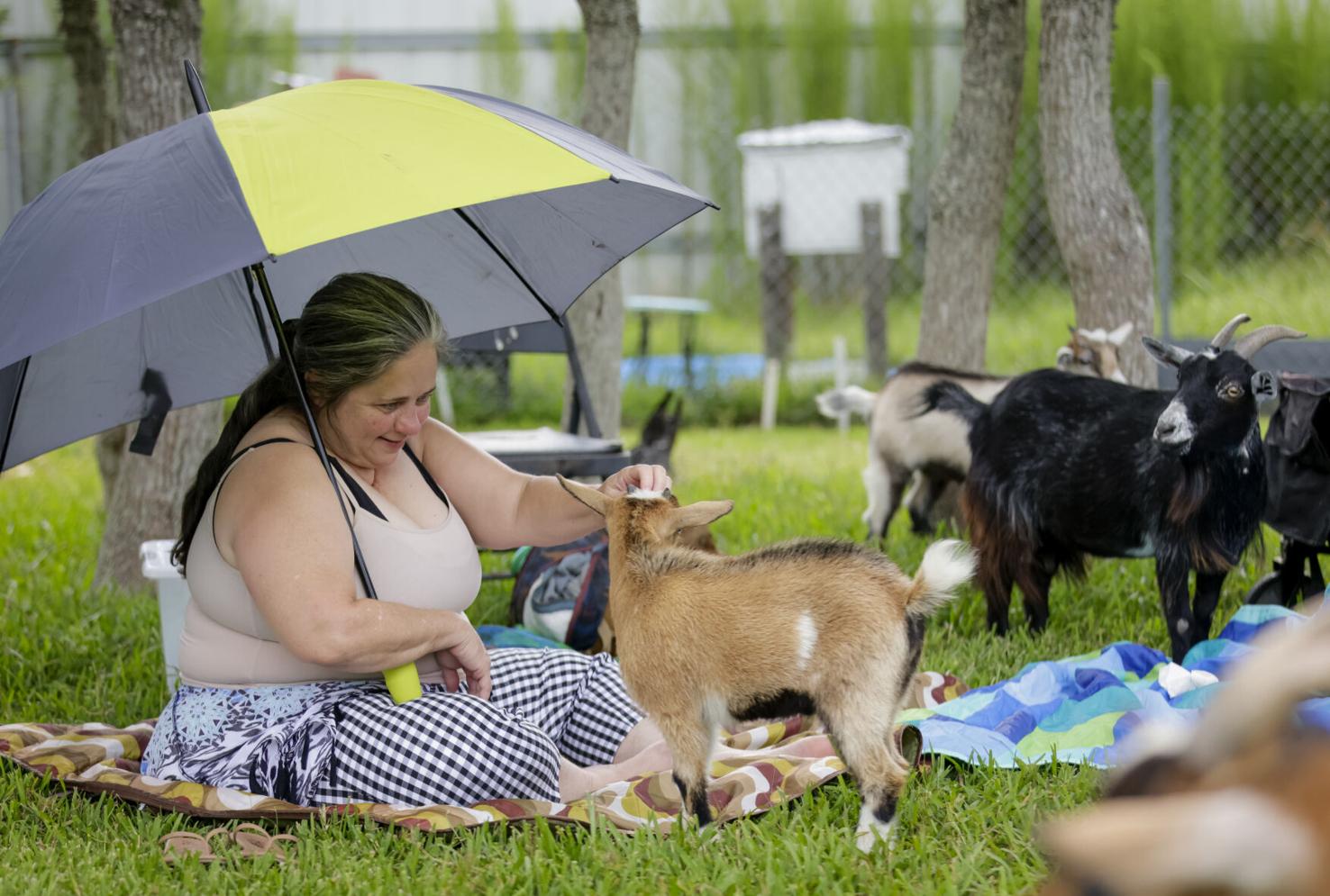 Picnic with Goats in Pearl RIver a horn-of-plenty of fun | Photos ...