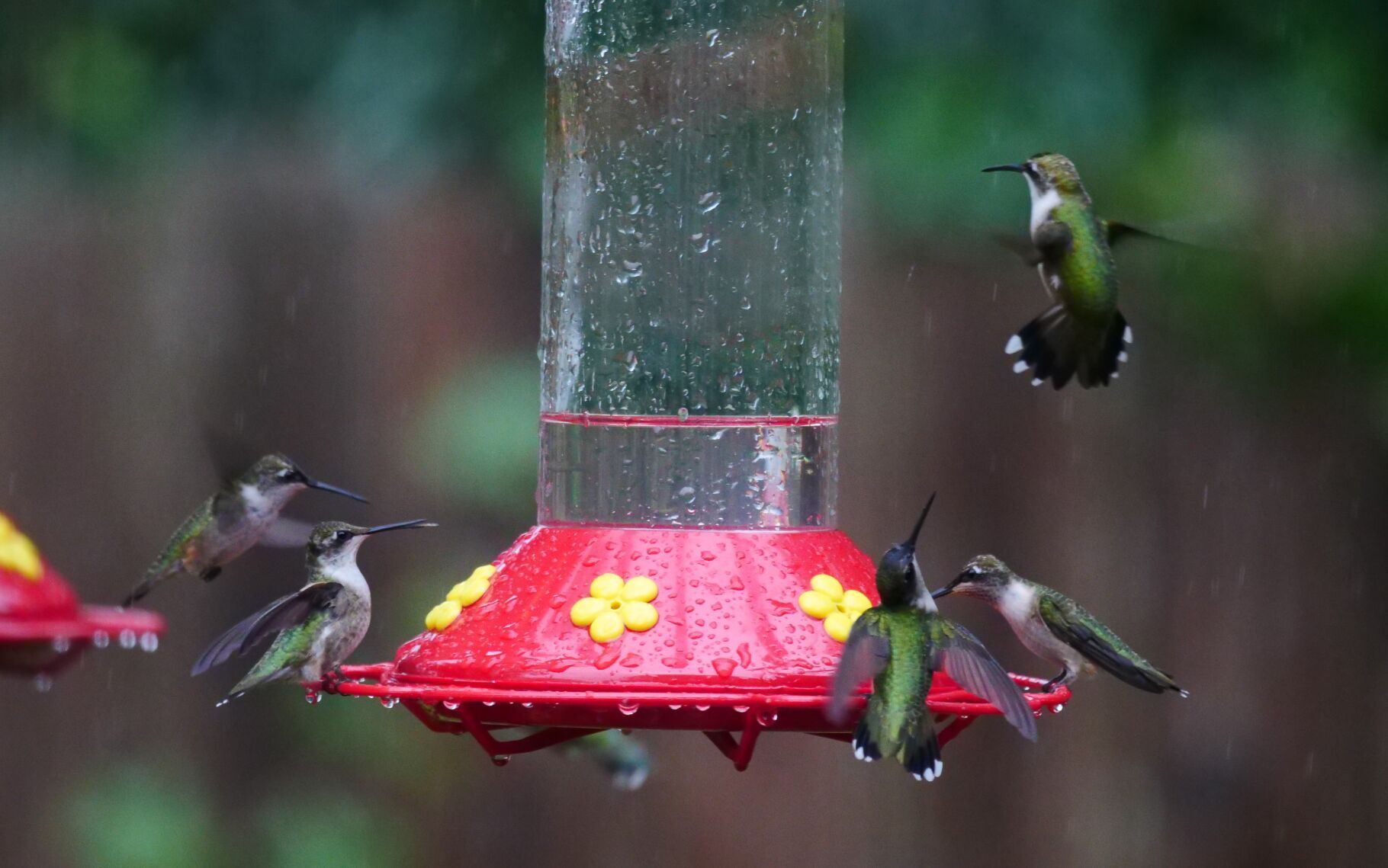 How to prepare for hummingbird season in Louisiana | Environment | nola.com