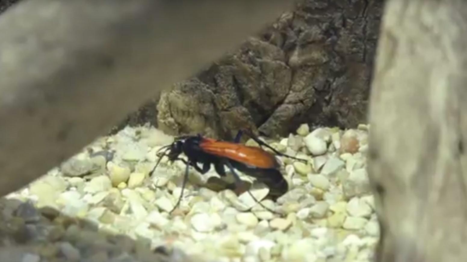 tarantula with wings