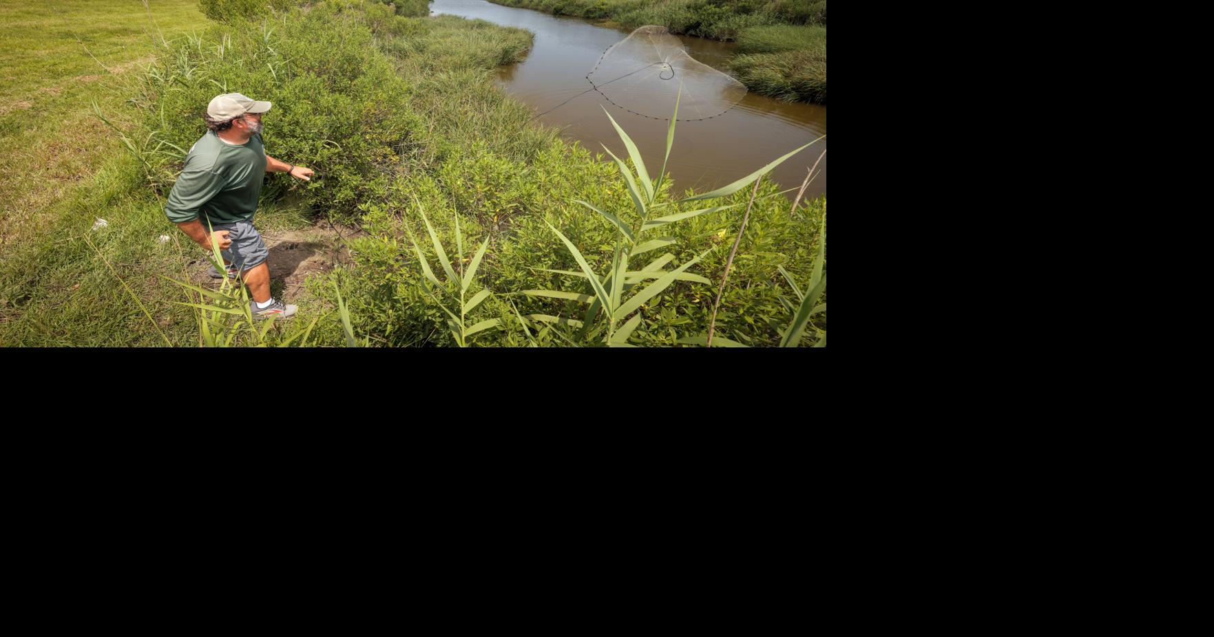 Tilapia resurge in Louisiana town after failed purge | Environment ...