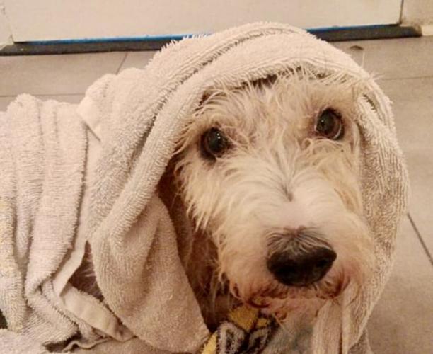 New Orleans' most famous runaway dog Scrim is heading Uptown ...