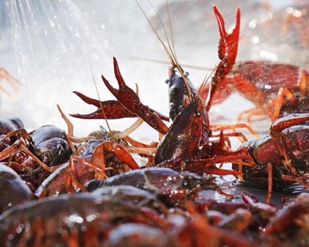 14 fascinating crawfish facts | Where NOLA Eats | nola.com